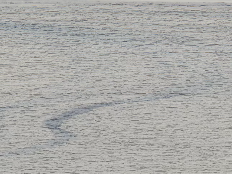 1" x 6" x 20' Trex Transcend Lineage Square Edge Decking, Rainier ...